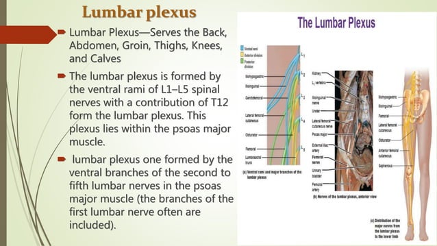 Lumbosacral (lumbar & sacral) plexus | PPTX