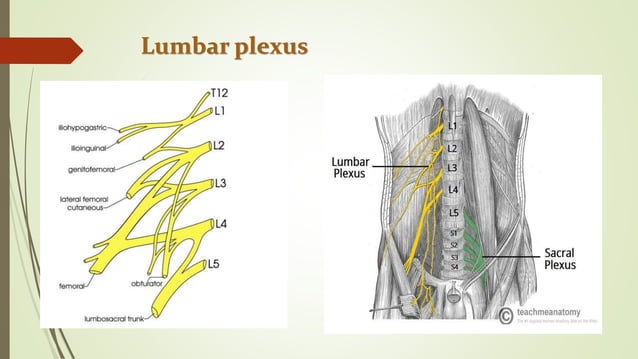 Lumbosacral (lumbar & sacral) plexus | PPTX