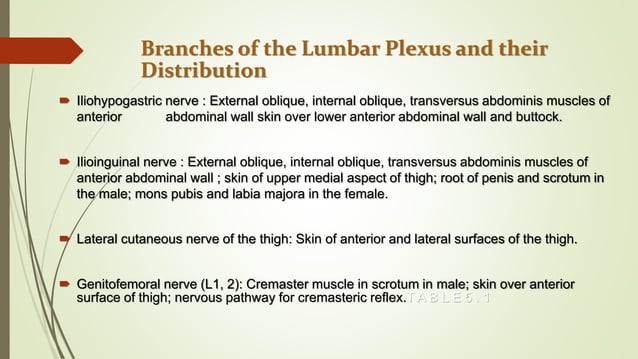 Lumbosacral (lumbar & sacral) plexus | PPTX