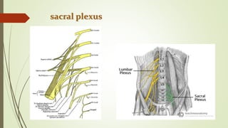 Lumbosacral (lumbar & sacral) plexus | PPTX