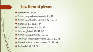 Lumbosacral (lumbar & sacral) plexus | PPTX