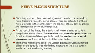 Lumbosacral (lumbar & sacral) plexus | PPTX