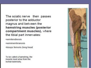 Lumbosacral Plexus Cadaver
