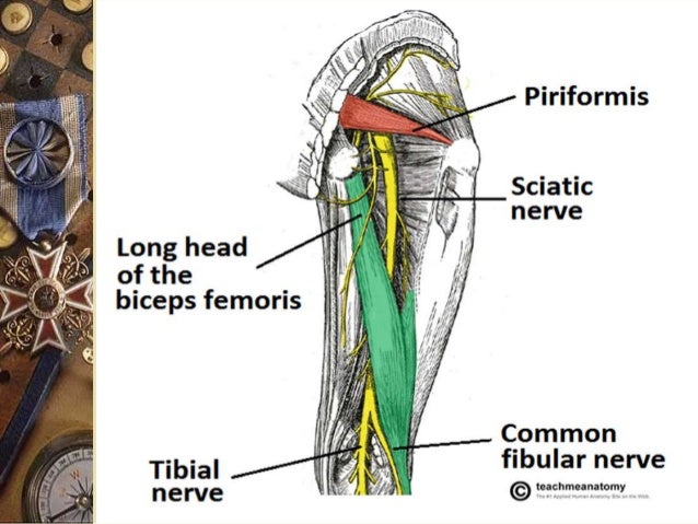 Plexus Sciatic Nerve