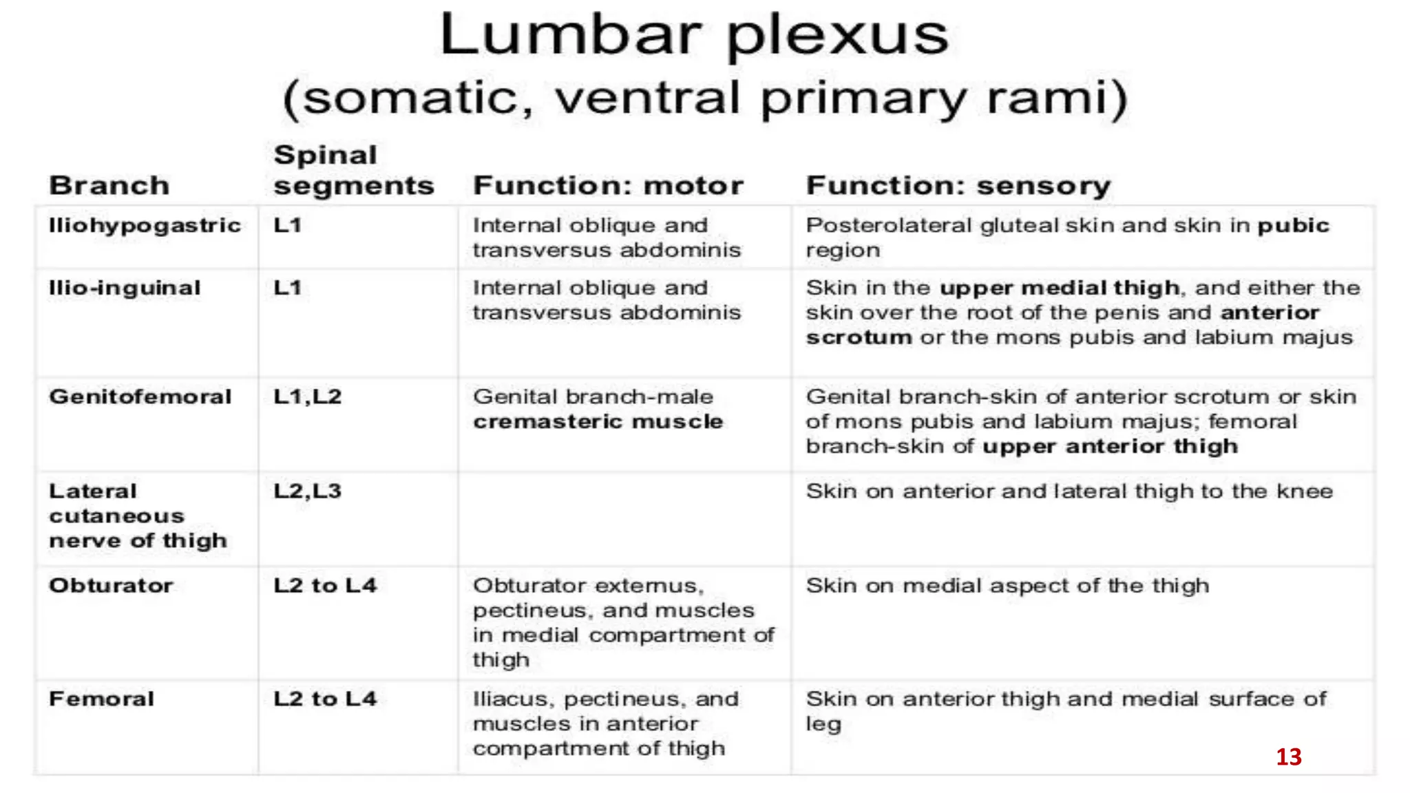 Lumbosacral plexus | PPTX