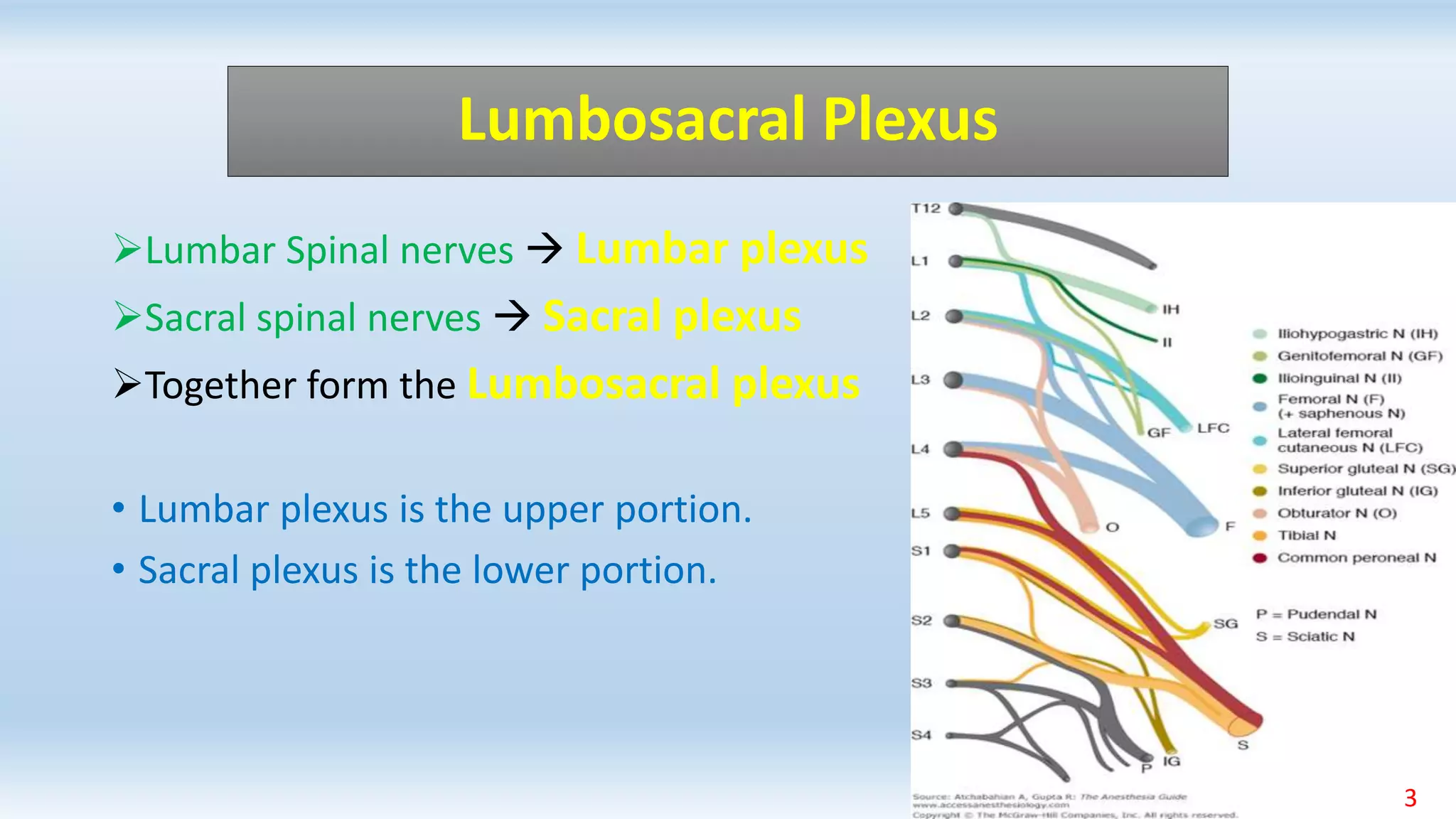 Lumbosacral plexus | PPTX