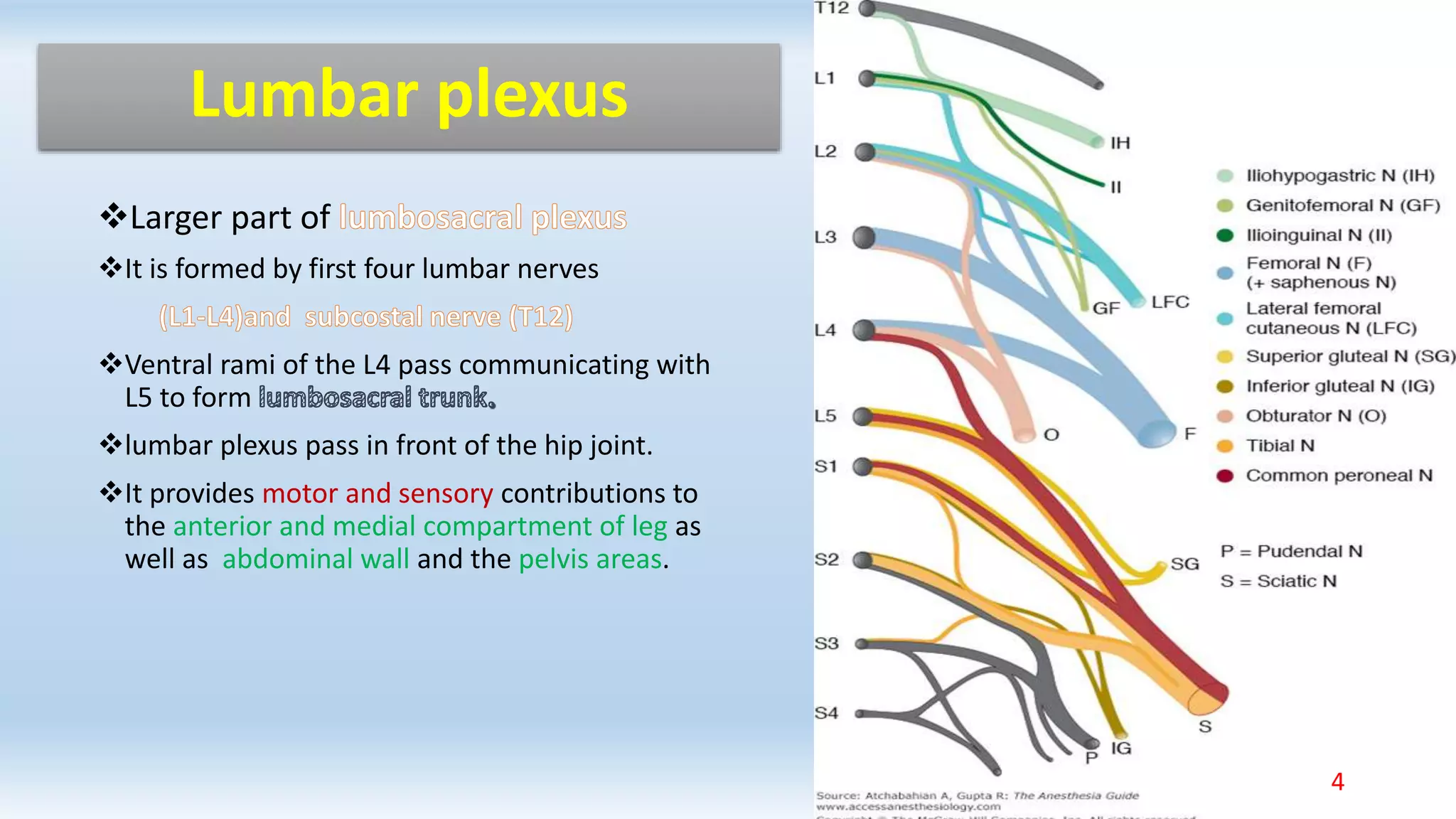 Lumbosacral plexus | PPTX