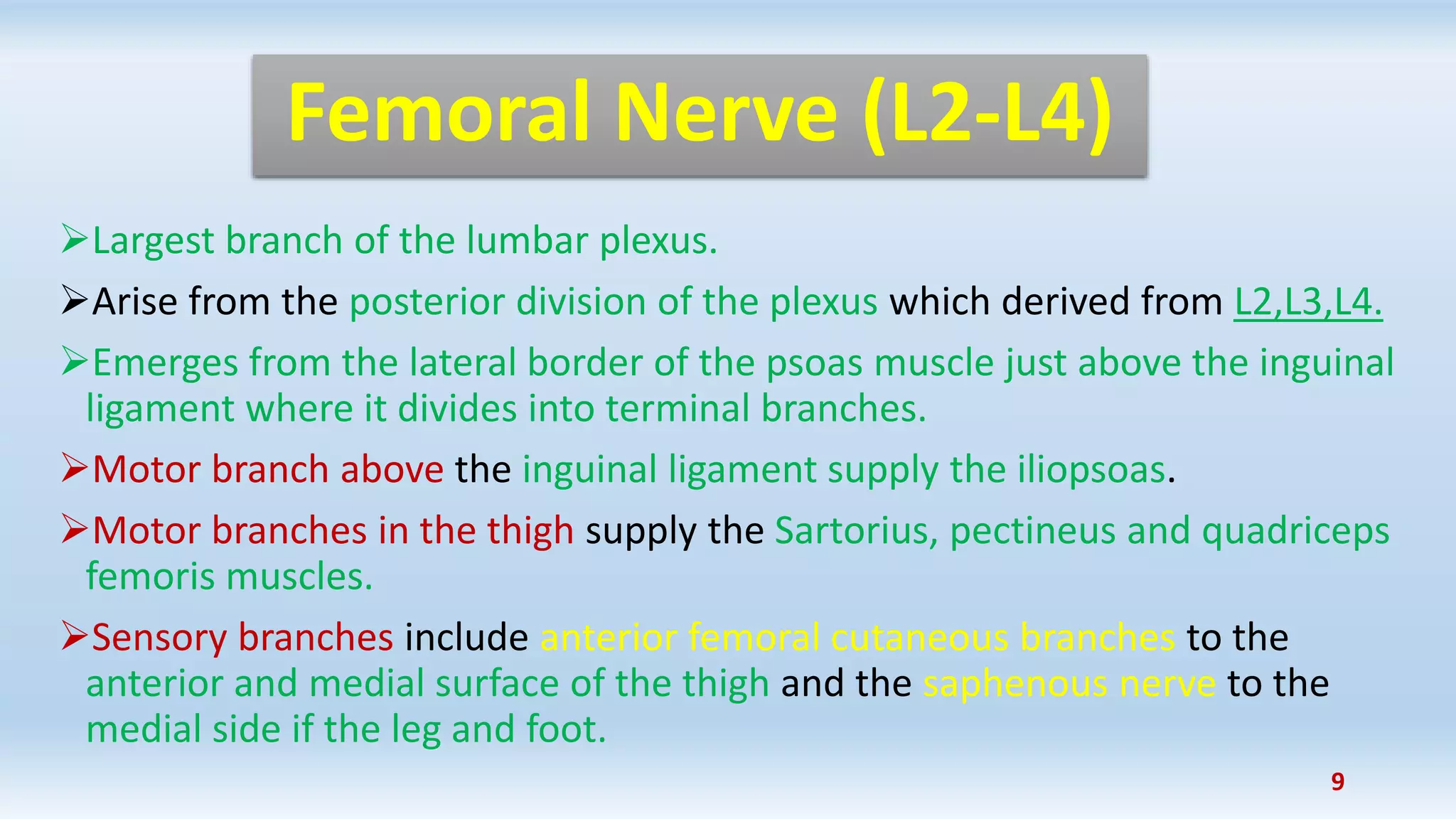 Lumbosacral plexus | PPTX
