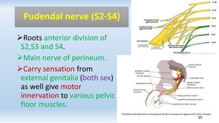 Lumbosacral plexus | PPTX
