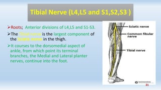 Lumbosacral plexus | PPTX