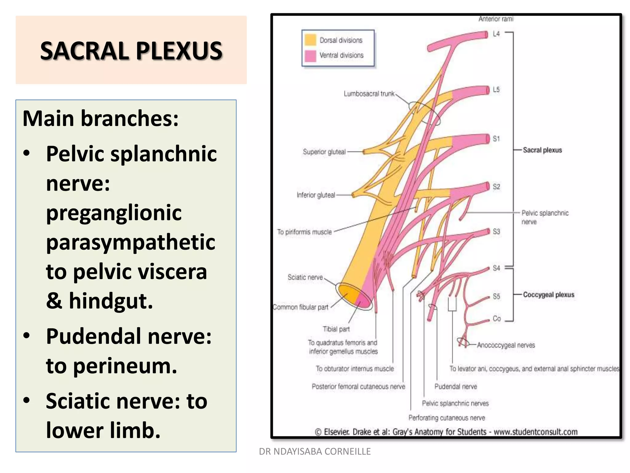 LUMBOSACRAL PLEXUS.ppt