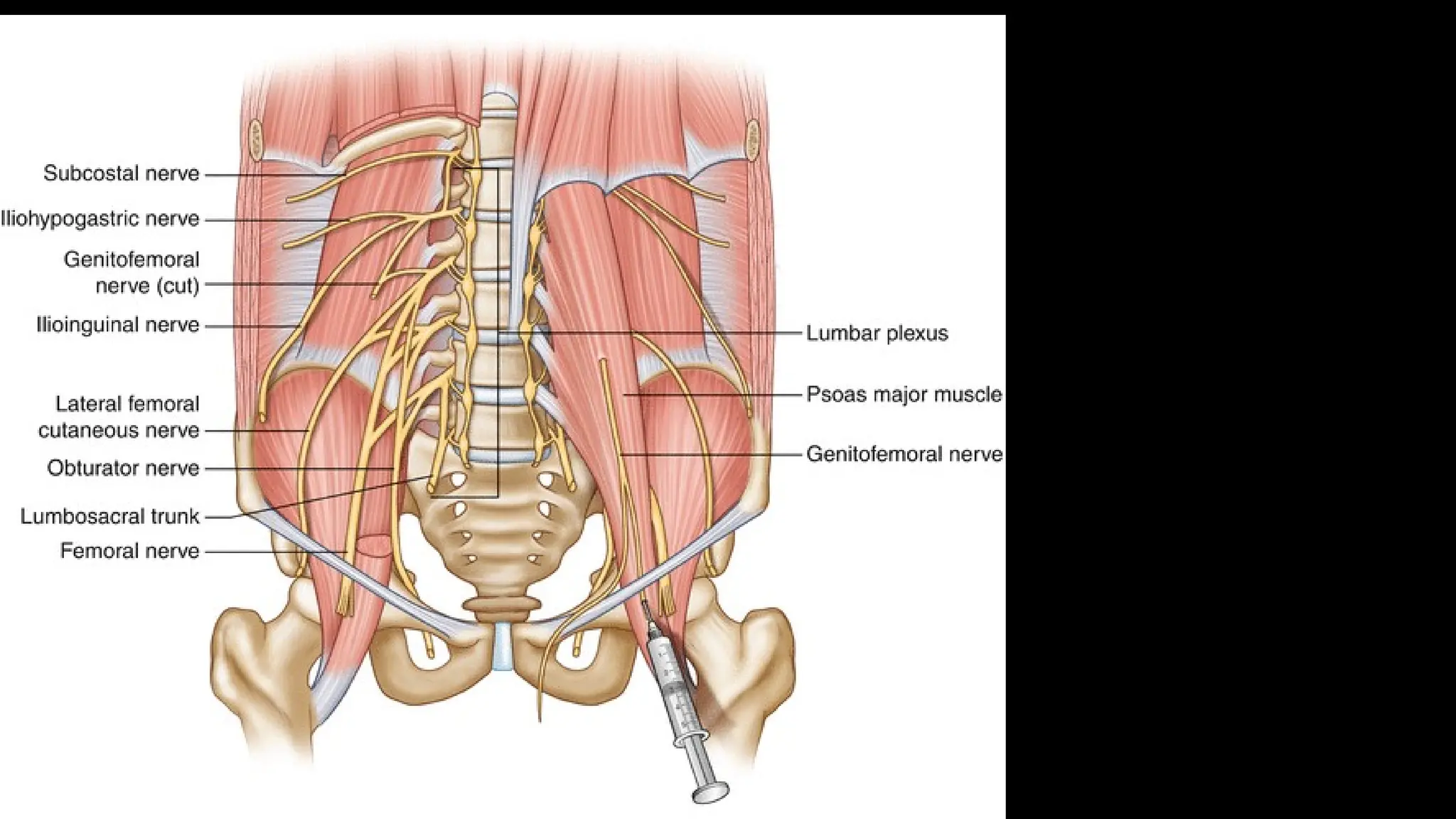 Lumbosacral plexus anatomy for students. pptx | PPTX