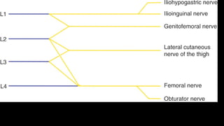 Lumbosacral plexus anatomy for students. pptx | PPTX