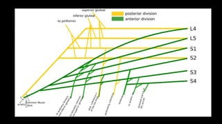 Lumbosacral plexus anatomy for students. pptx | PPTX