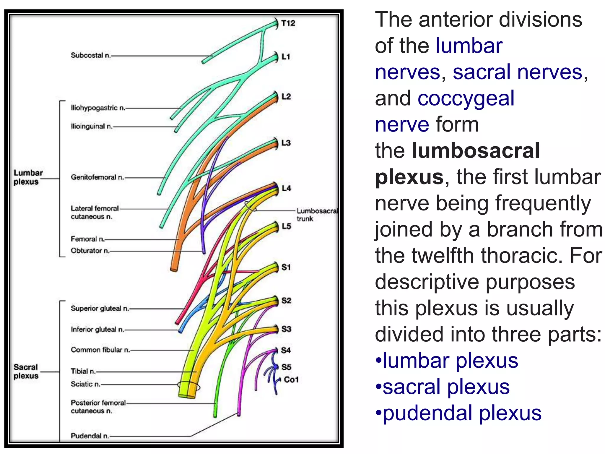 Lumbar plexus | PPT