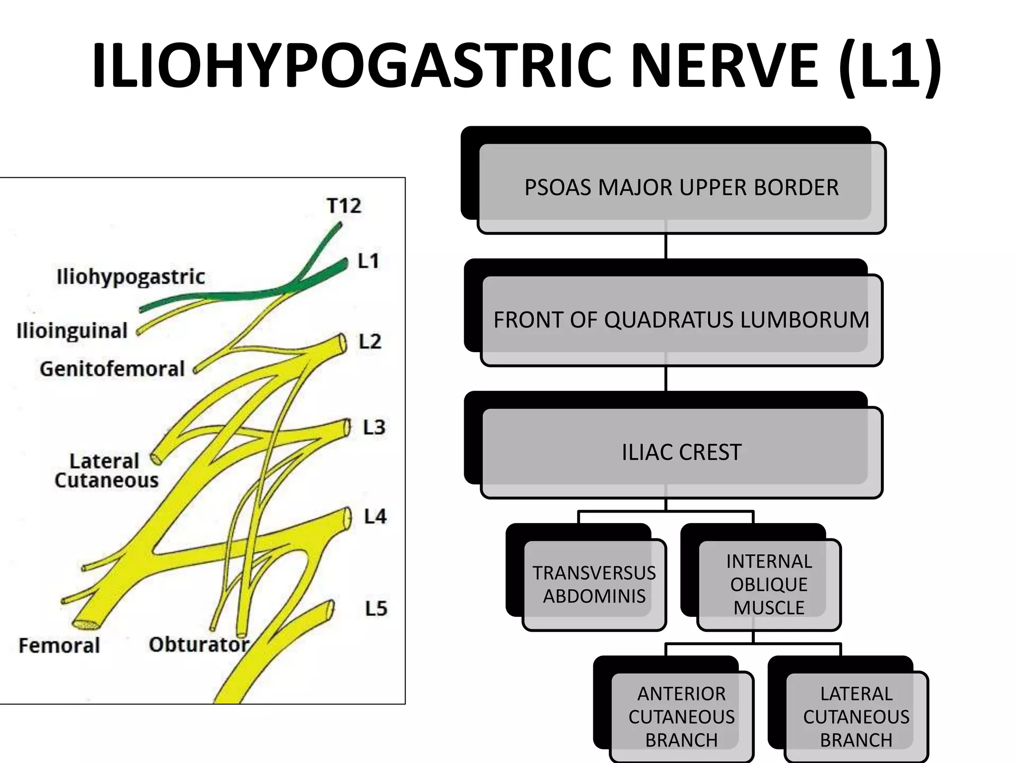 Lumbar plexus | PPT