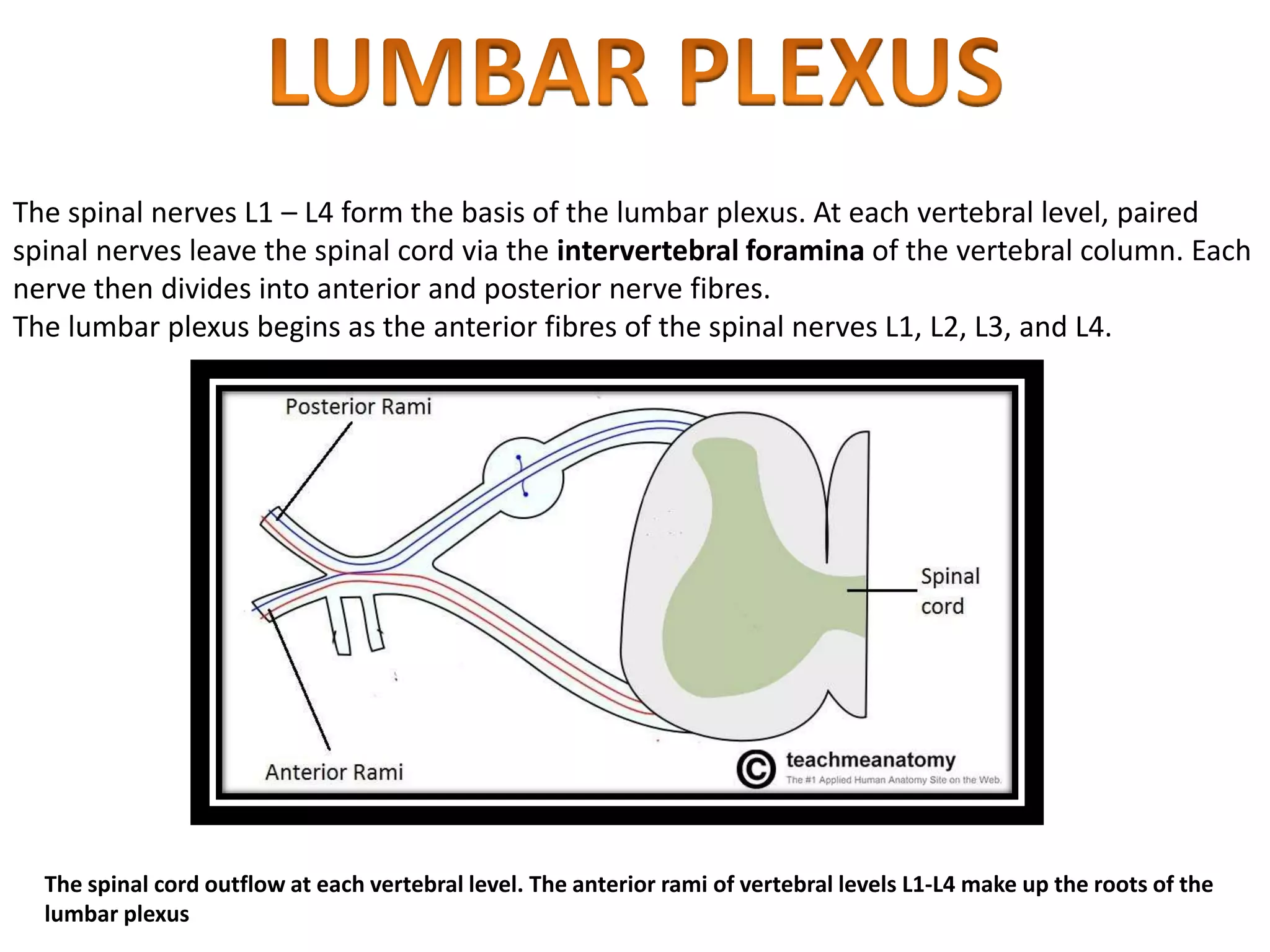 Lumbar plexus @Dr.Muskan Rastogi (PT) BPT,MPT(OBG) | PPTX