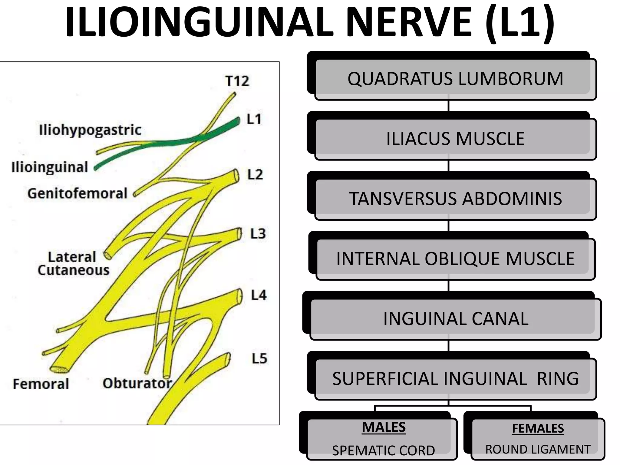 Lumbar plexus @Dr.Muskan Rastogi (PT) BPT,MPT(OBG) | PPTX