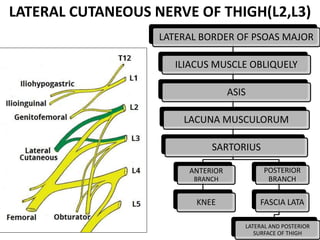Lumbar plexus | PPT
