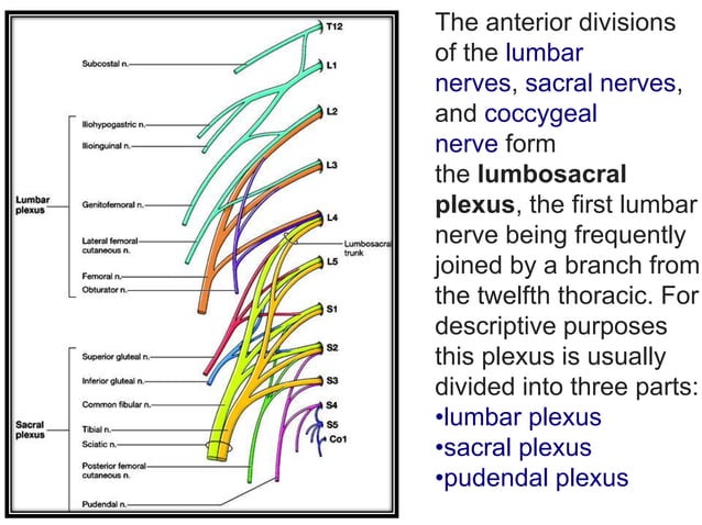 Lumbar plexus | PPT