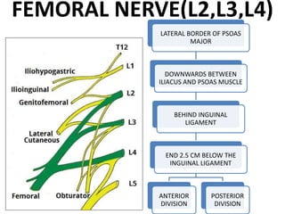 Lumbar plexus | PPT