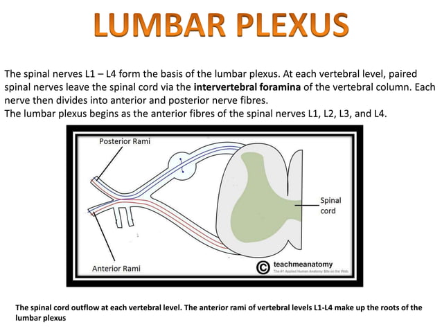 Lumbar plexus | PPT