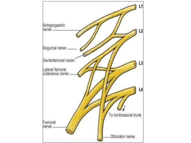 Lumbar Plexus Ppt