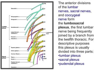 Lumbar Plexus Anatomy