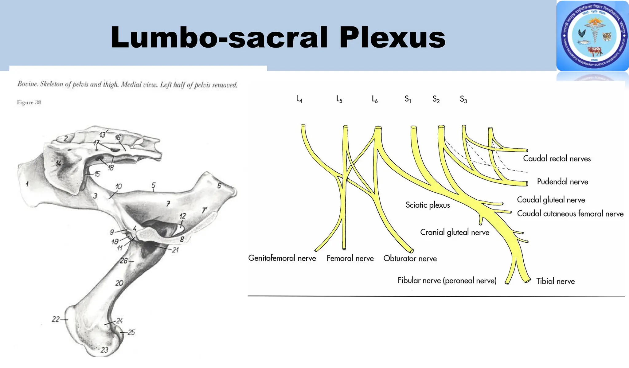 (veterinary) Lumbosacral plexus of ox.ppt