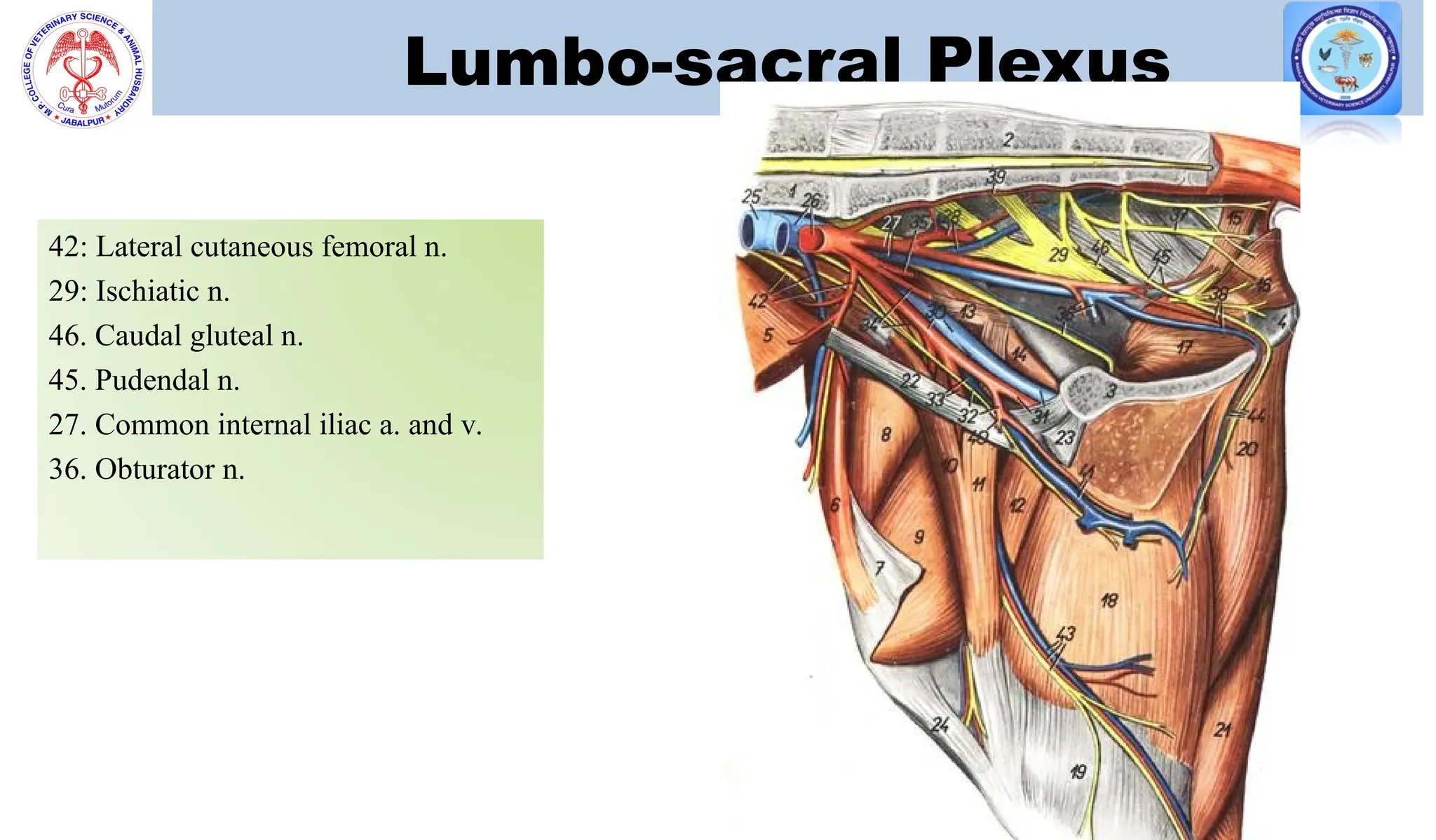 (veterinary) Lumbosacral plexus of ox.ppt