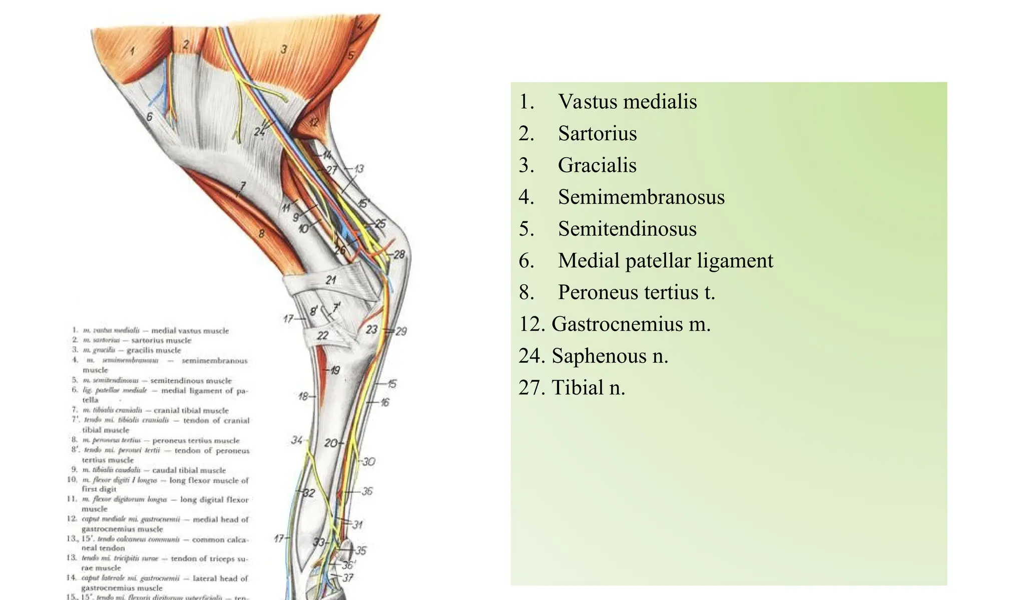 (veterinary) Lumbosacral plexus of ox.ppt