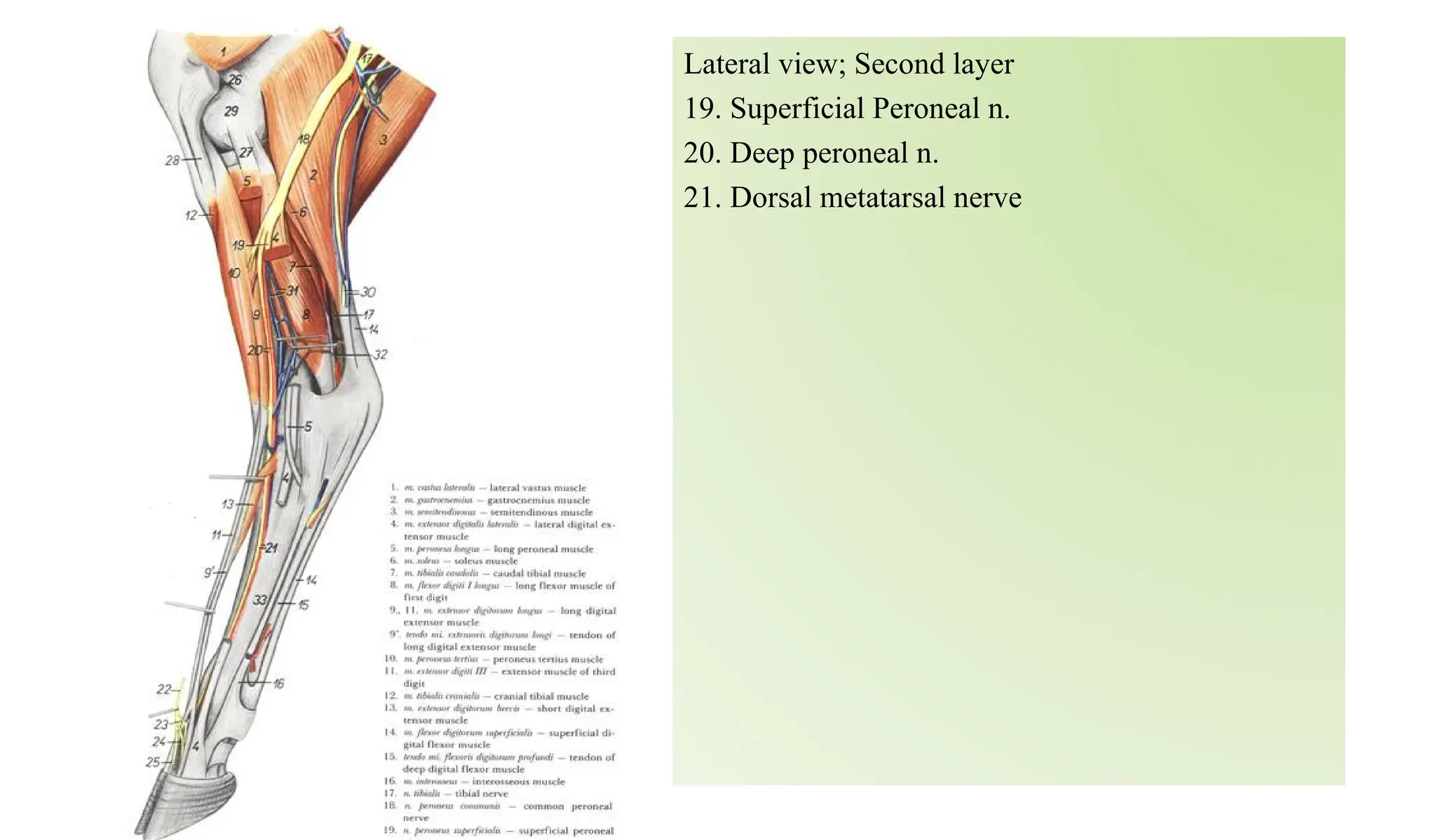 (veterinary) Lumbosacral plexus of ox.ppt