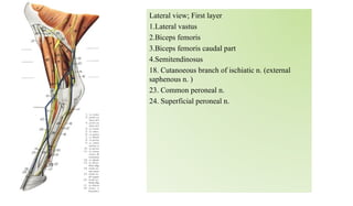 (veterinary) Lumbosacral plexus of ox.ppt