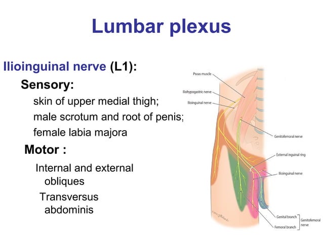 Lumbosacral plexus by dr swapan (1) | PPT