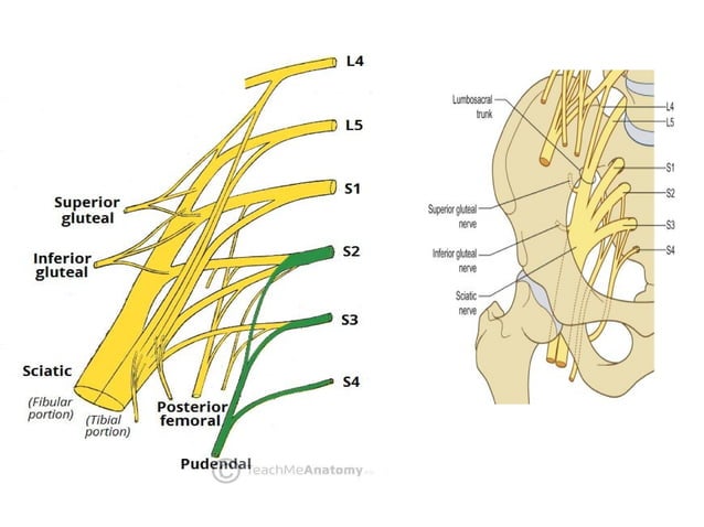 Lumbosacral plexus by dr swapan (1) | PPT