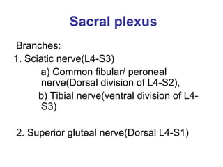 Lumbosacral plexus by dr swapan (1) | PPT