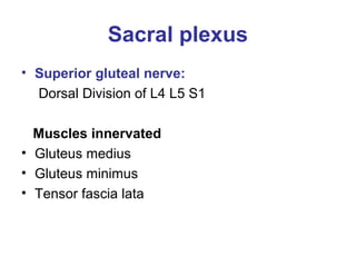 Lumbosacral plexus by dr swapan (1) | PPT