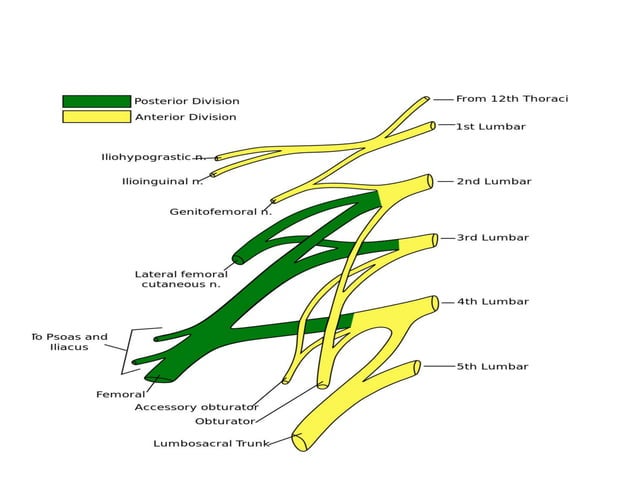 Lumbosacral plexus by dr swapan (1) | PPT
