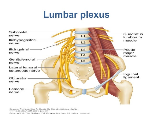 Lumbosacral plexus by dr swapan (1) | PPT