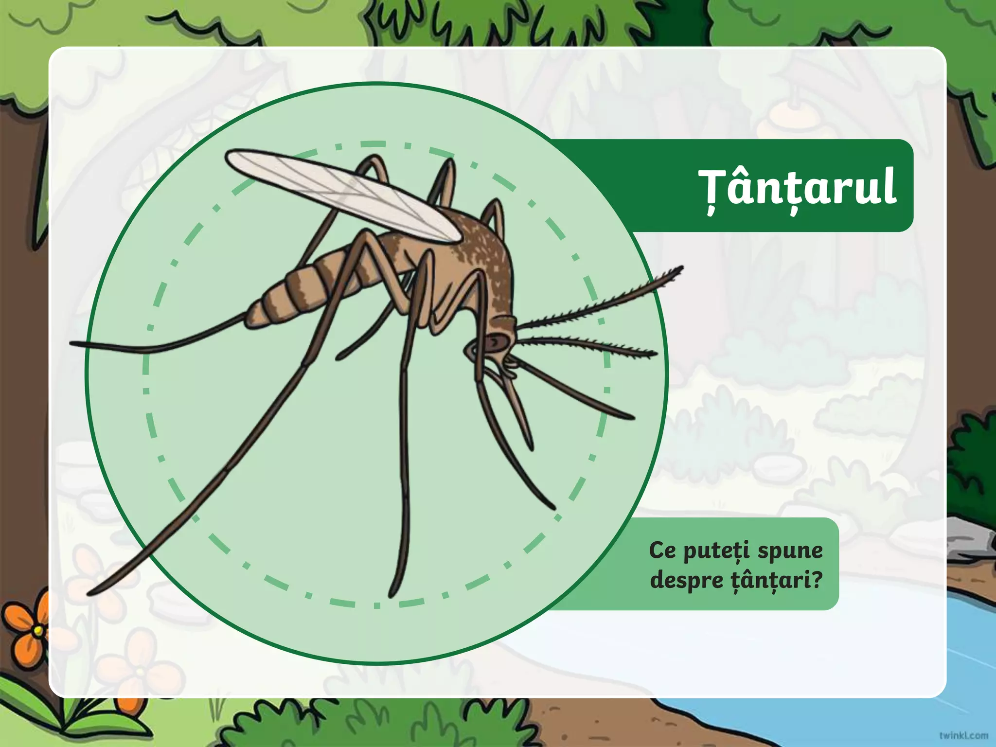 Lumea insectelor - Prezentare Power Point.ppt