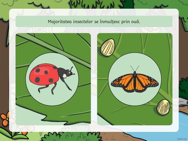 Lumea insectelor - Prezentare Power Point.ppt
