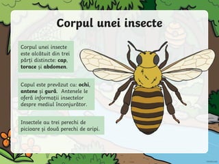 Lumea insectelor - Prezentare Power Point.ppt
