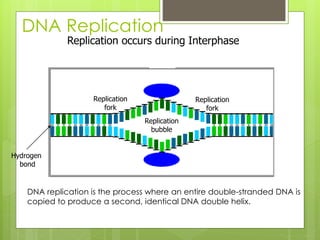 DNA replication | PPTX