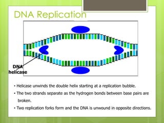 DNA replication | PPT