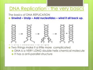 DNA replication | PPT