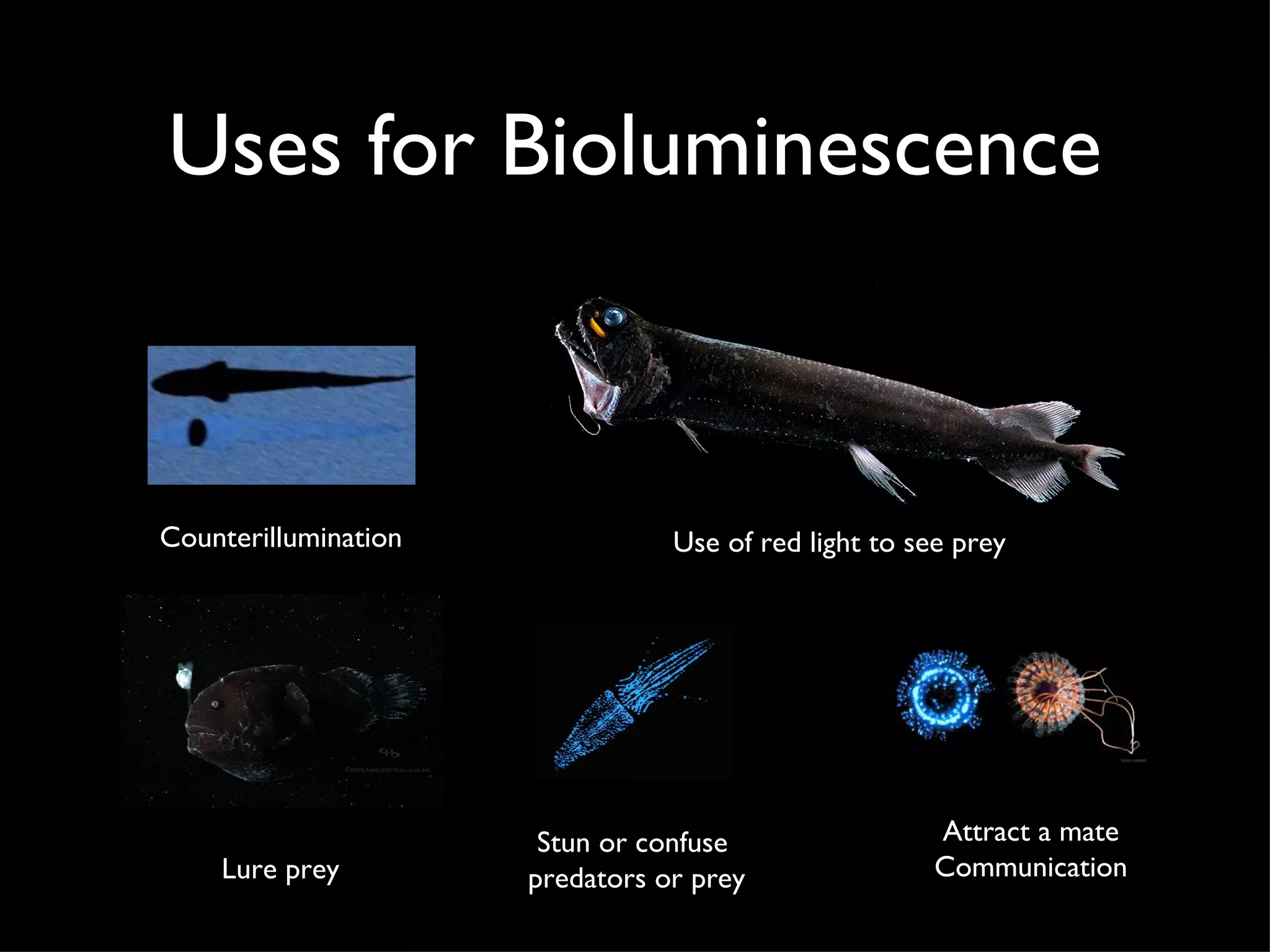 Luminescence presentation | PPT