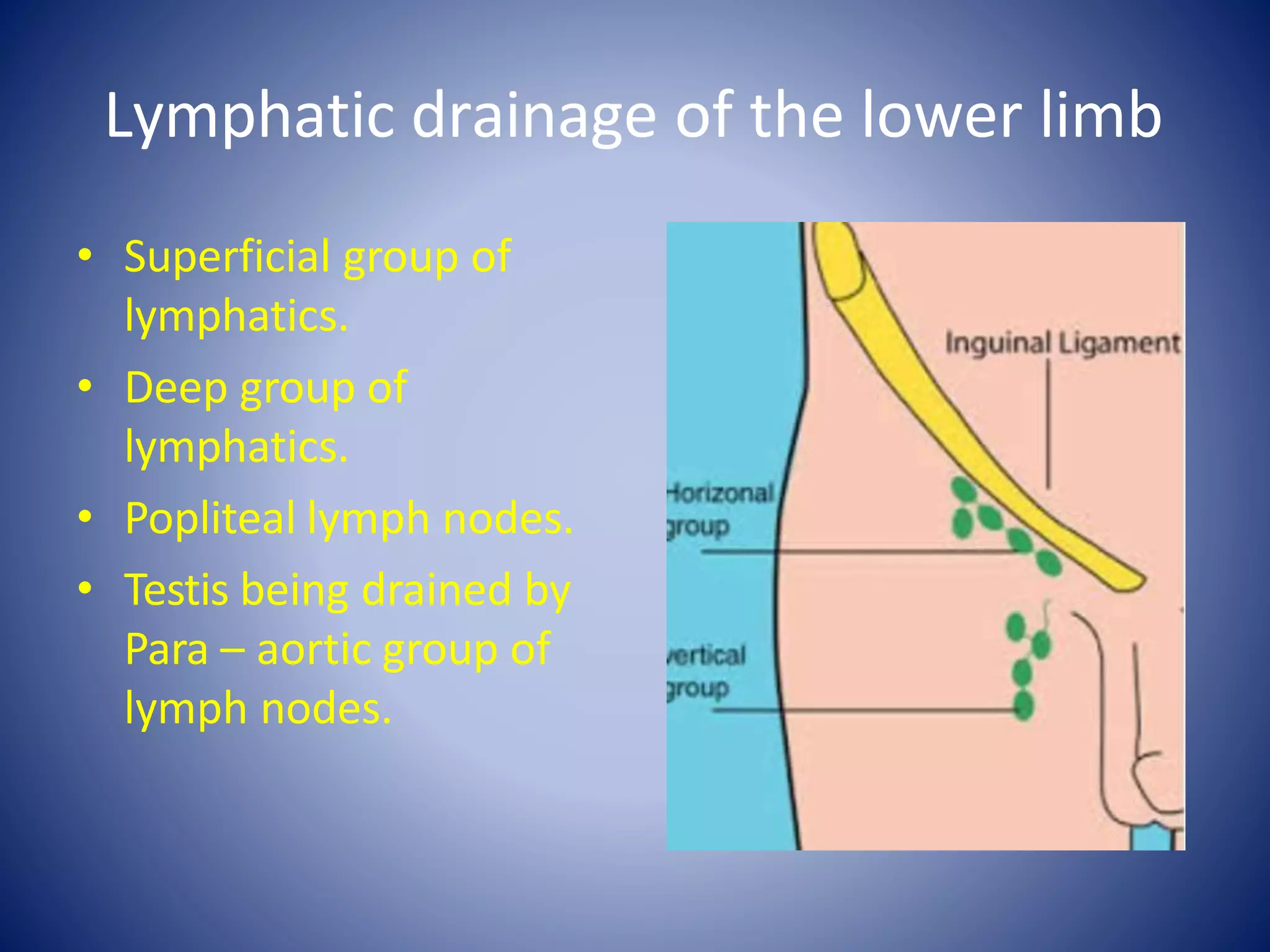 Lymphatics of lower limb | PPTX