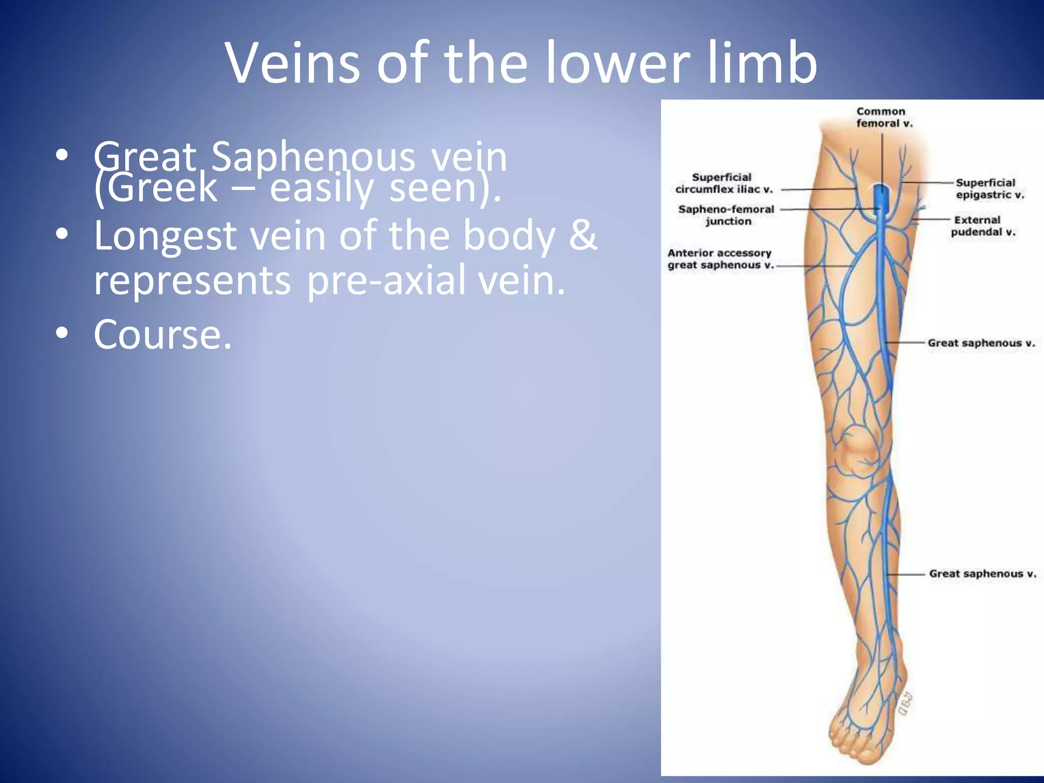 Lymphatics of lower limb | PPTX