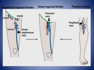 Lymphatics of lower limb | PPTX