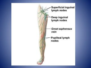 Lymphatics of lower limb | PPTX
